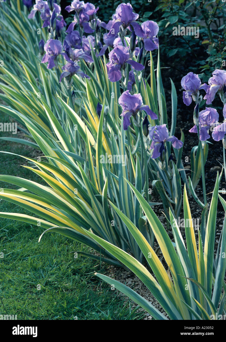Iris pallida Aurea Variegata Stock Photo - Alamy