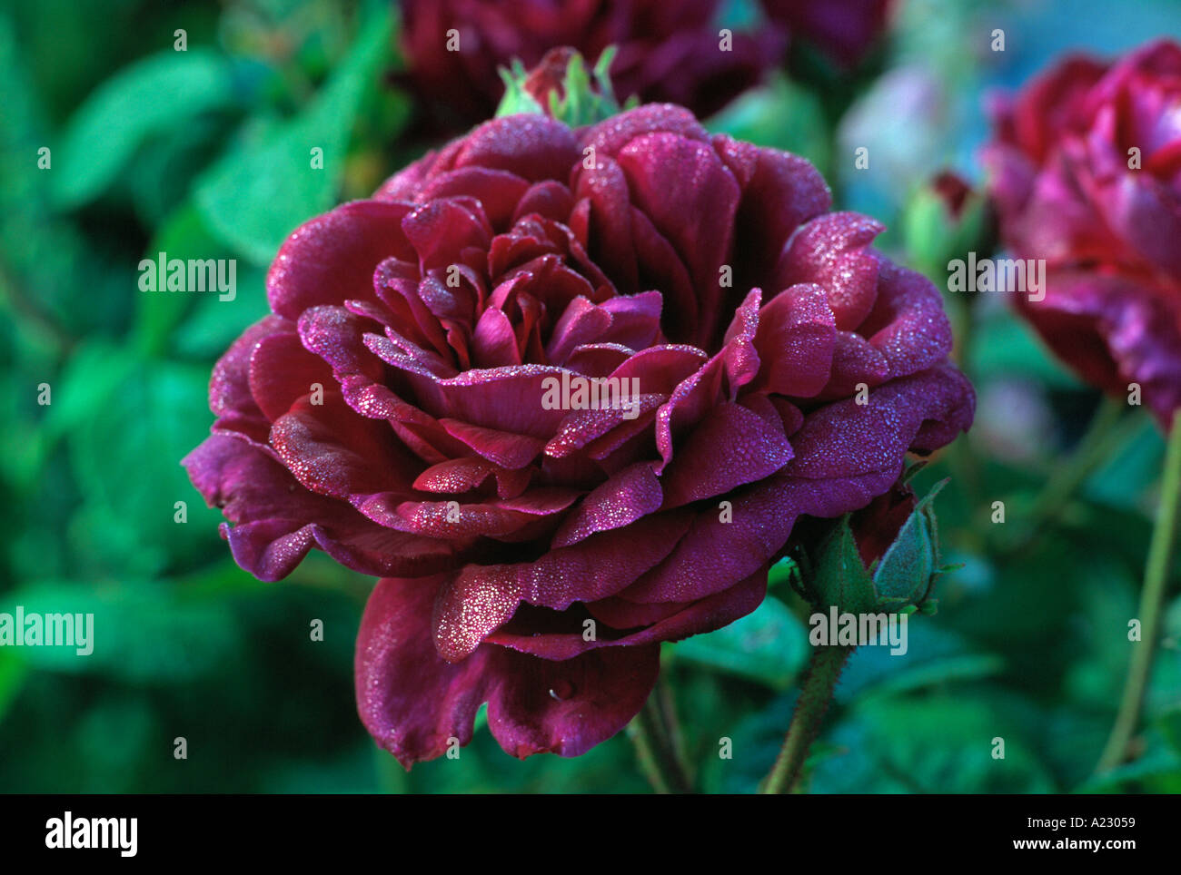 Dove La Felce Rossa Cresce Rubin E Rainie