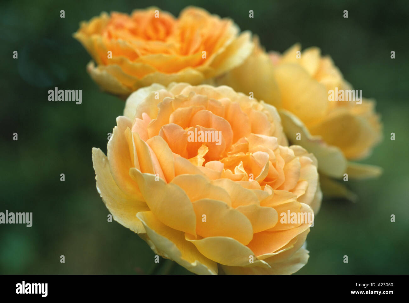 Yellow molineux rose hi-res stock photography and images - Alamy