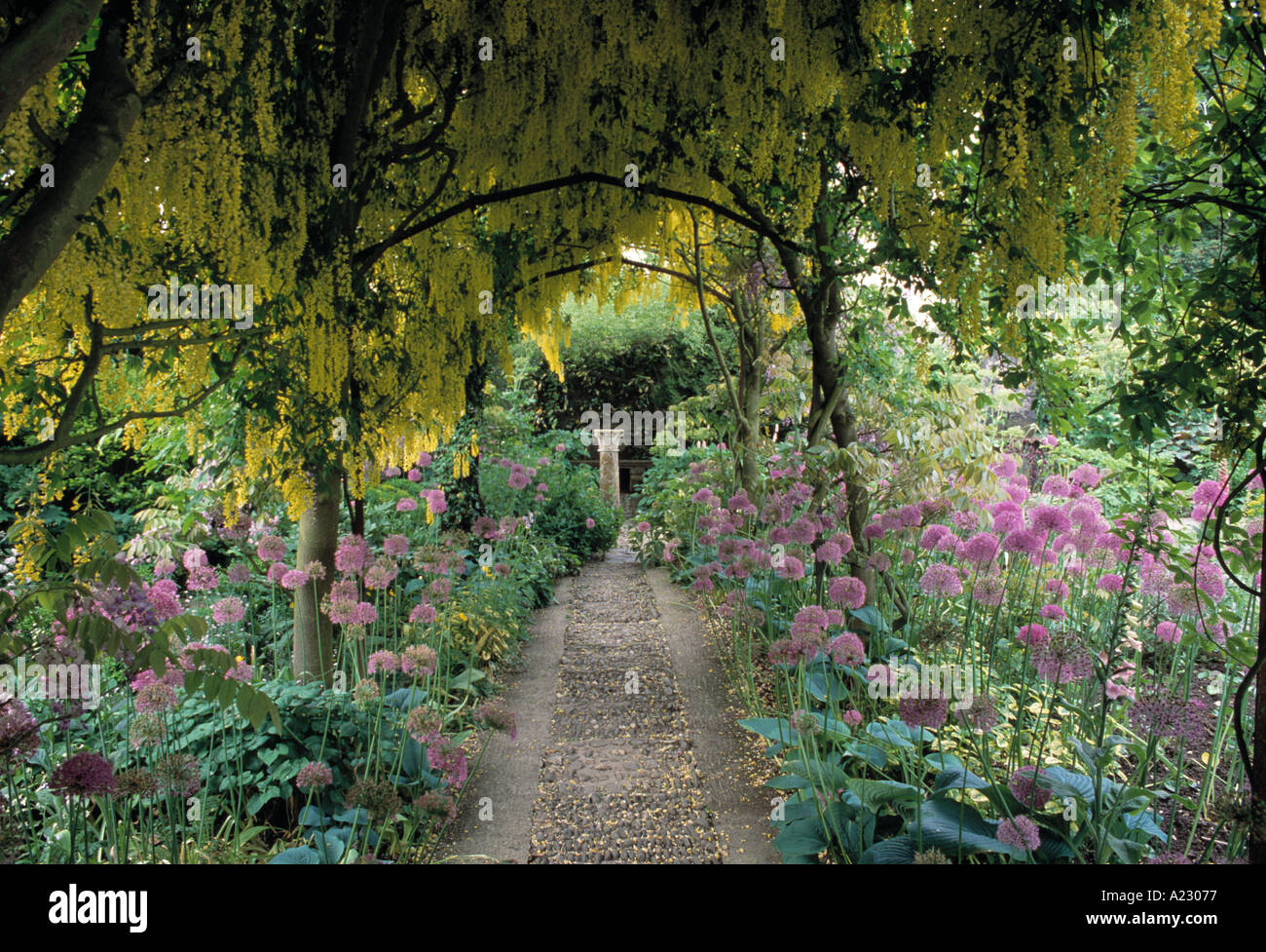 Laburnum walk Alliums Stock Photo - Alamy