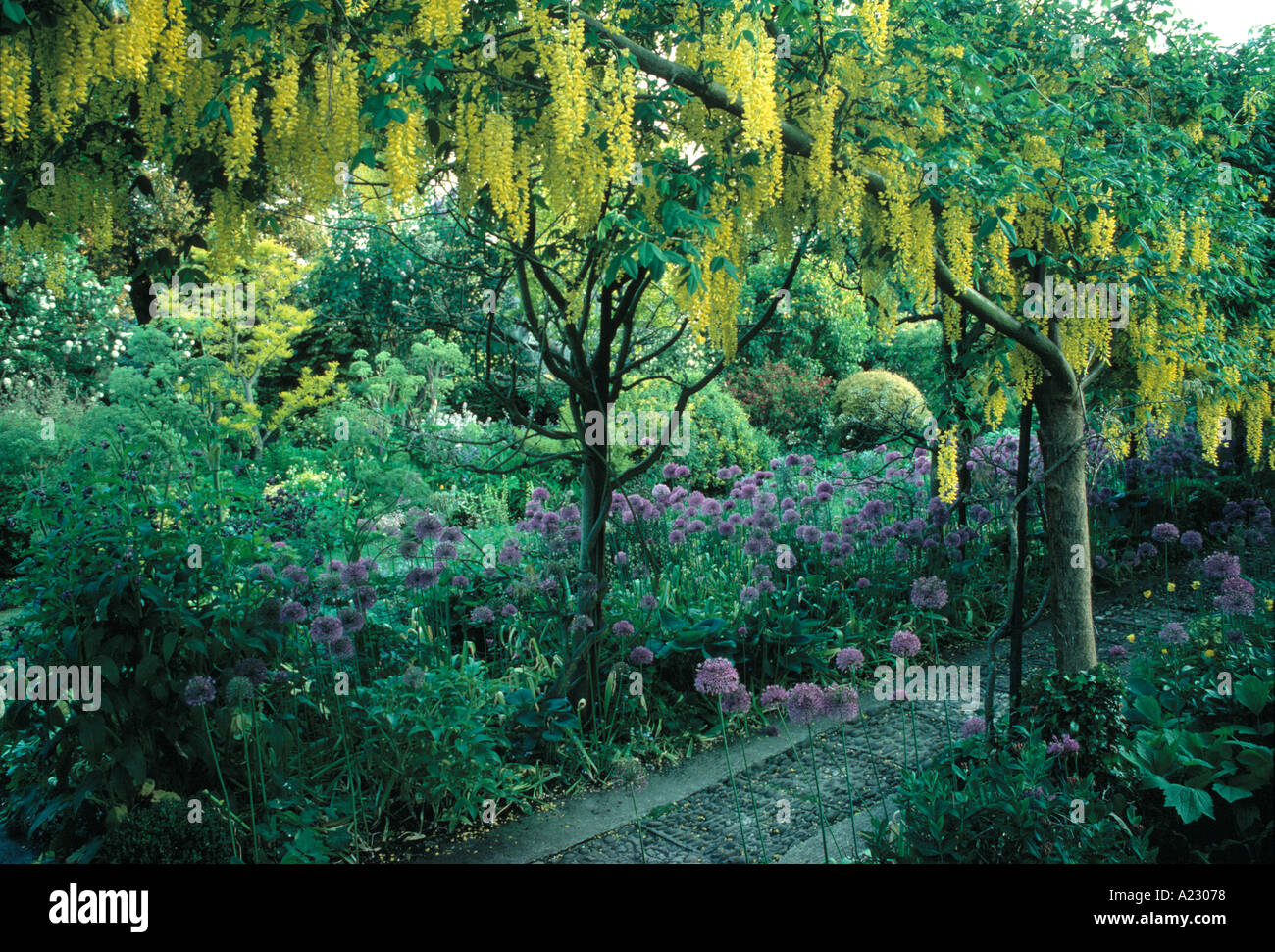Laburnum walk Alliums Stock Photo - Alamy
