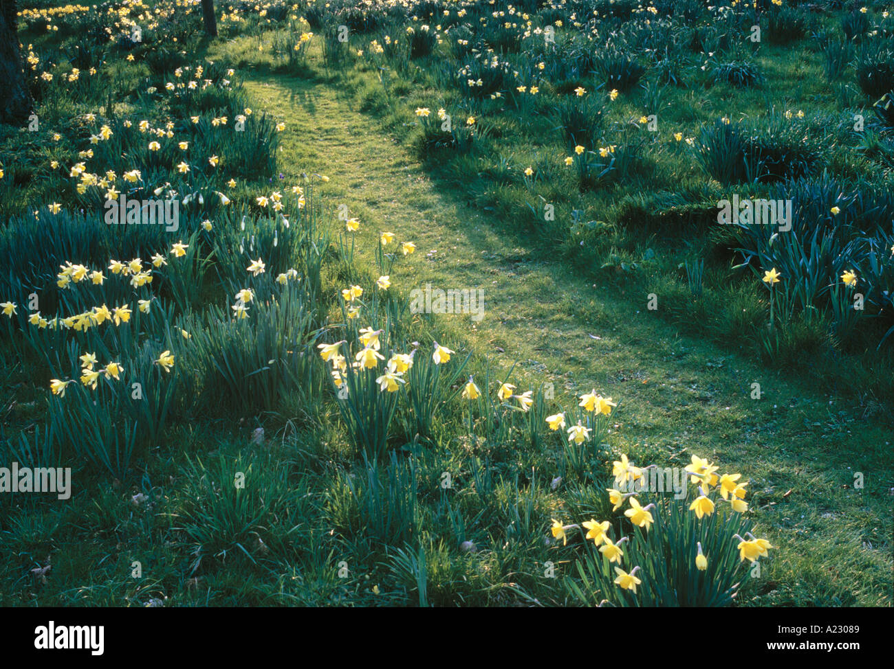 Mown grass path garden hi-res stock photography and images - Alamy