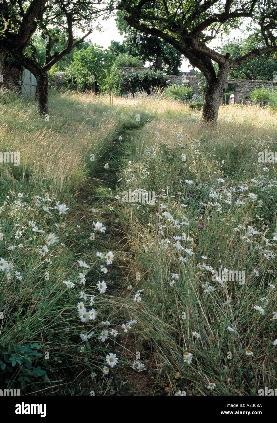 Path through orchard hi-res stock photography and images - Alamy