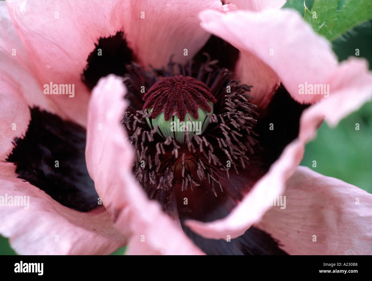 Cedric morris hi-res stock photography and images - Alamy