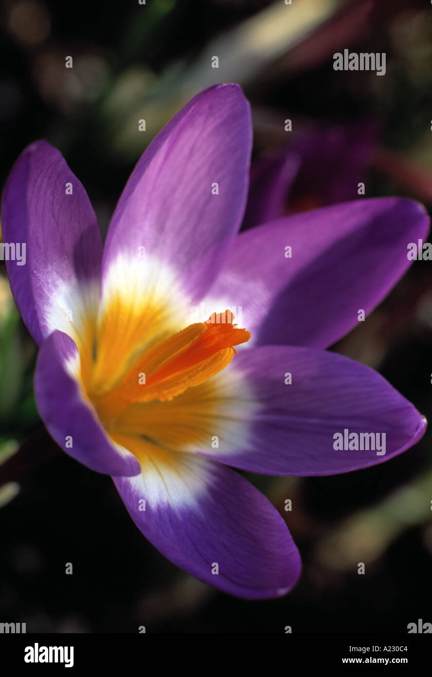 Crocus sieberi subspecies sublimis Tricolor Stock Photo - Alamy