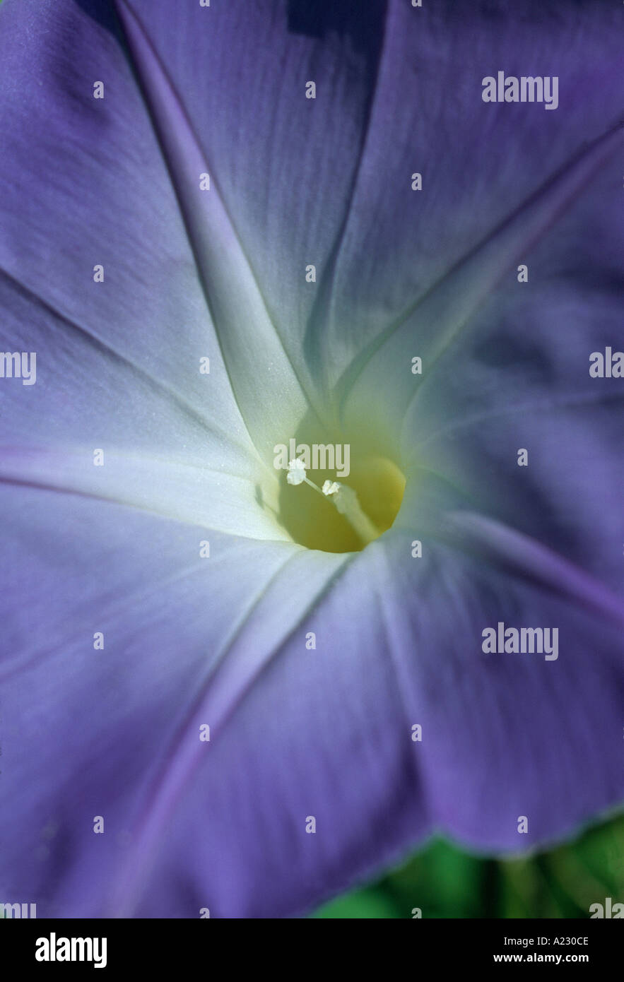 Morning glory ipomoea tricolor heavenly blue hi-res stock photography ...
