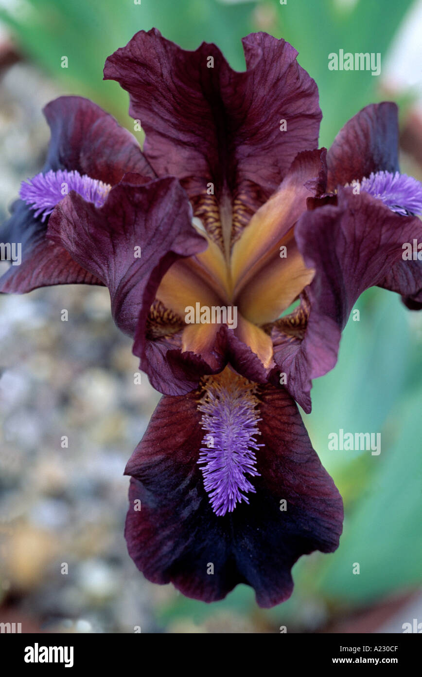 Iris Ruby Contrast Stock Photo - Alamy
