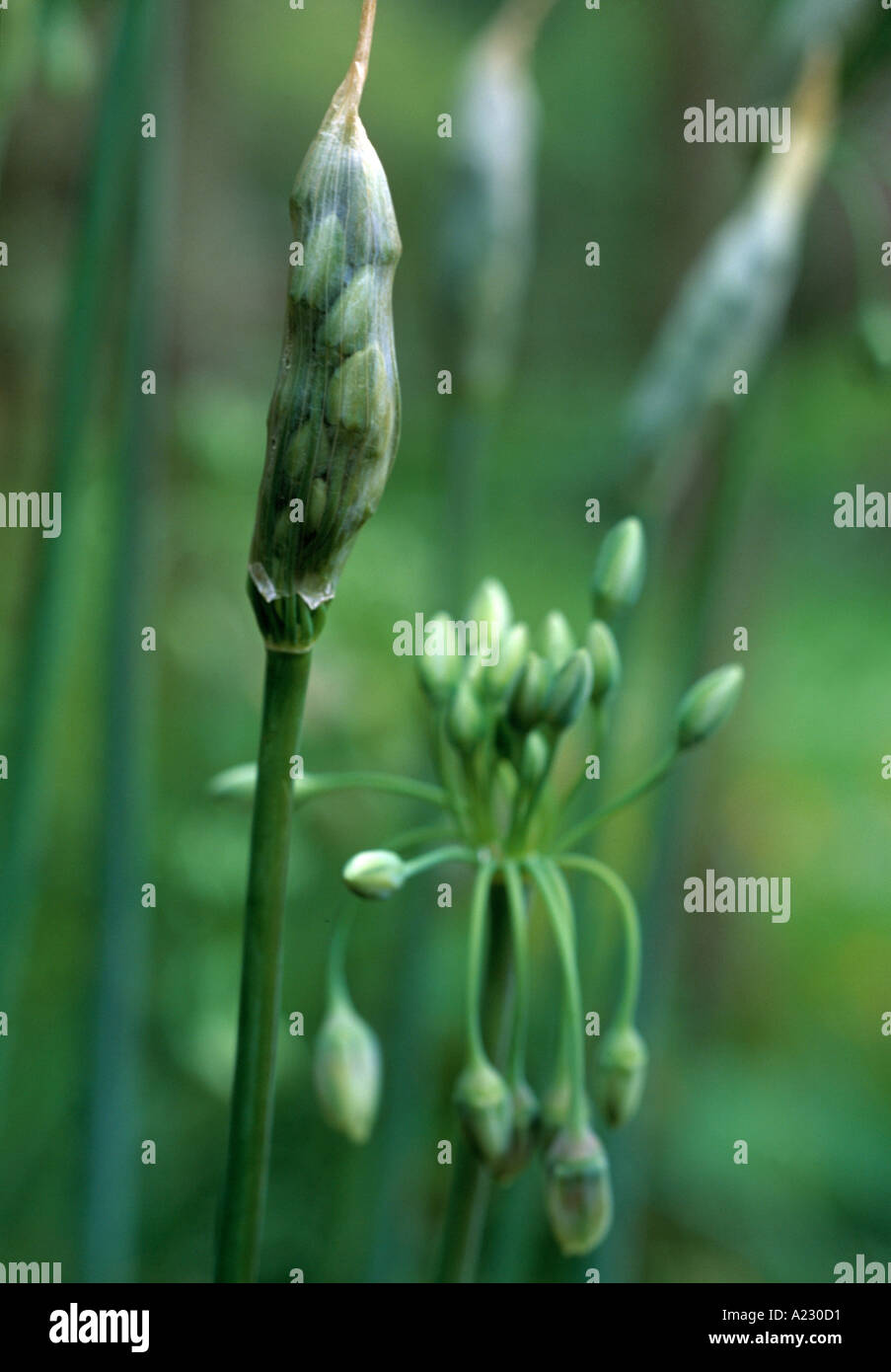 Allium nectaroscordum siculum bulgaricum hi-res stock photography and ...