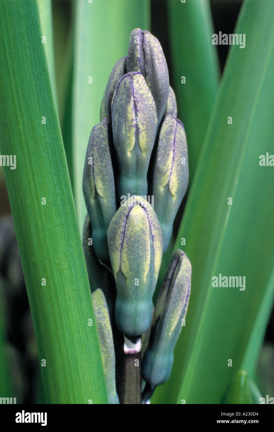 Hyacinth buds hi-res stock photography and images - Alamy