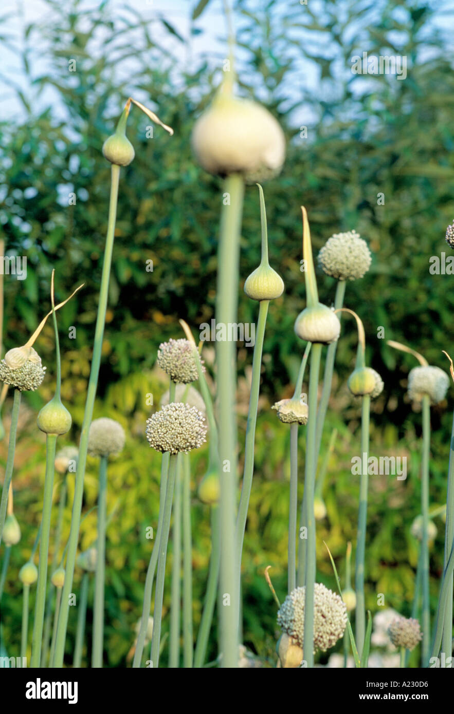 Leek flower buds Stock Photo - Alamy