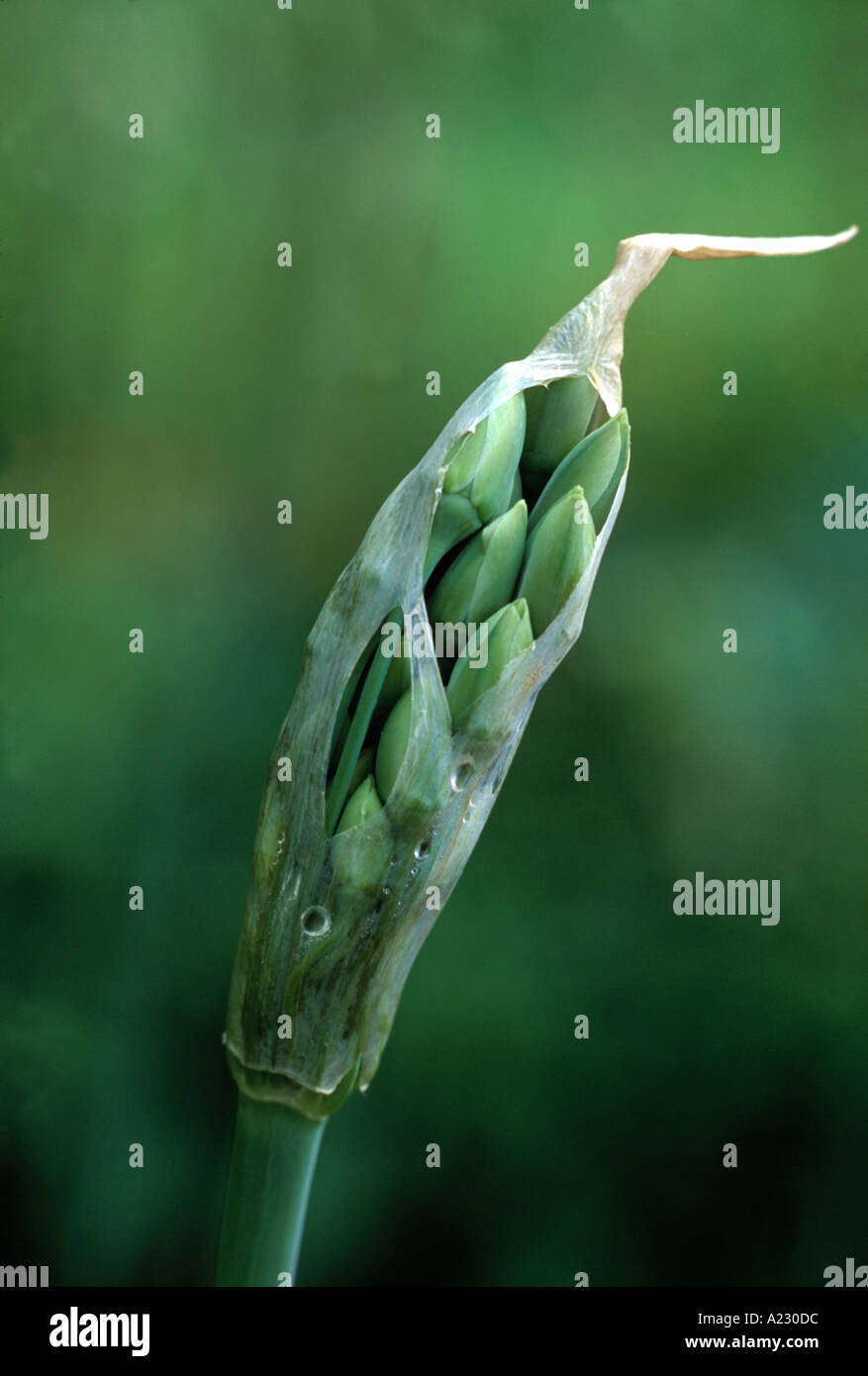 Allium nectaroscordum siculum bulgaricum hi-res stock photography and ...