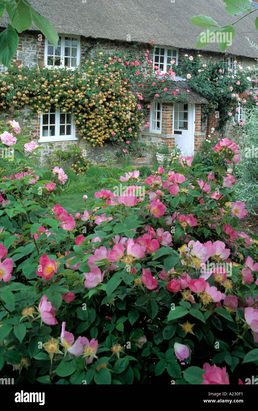 Pink roses in front of cottage Stock Photo - Alamy