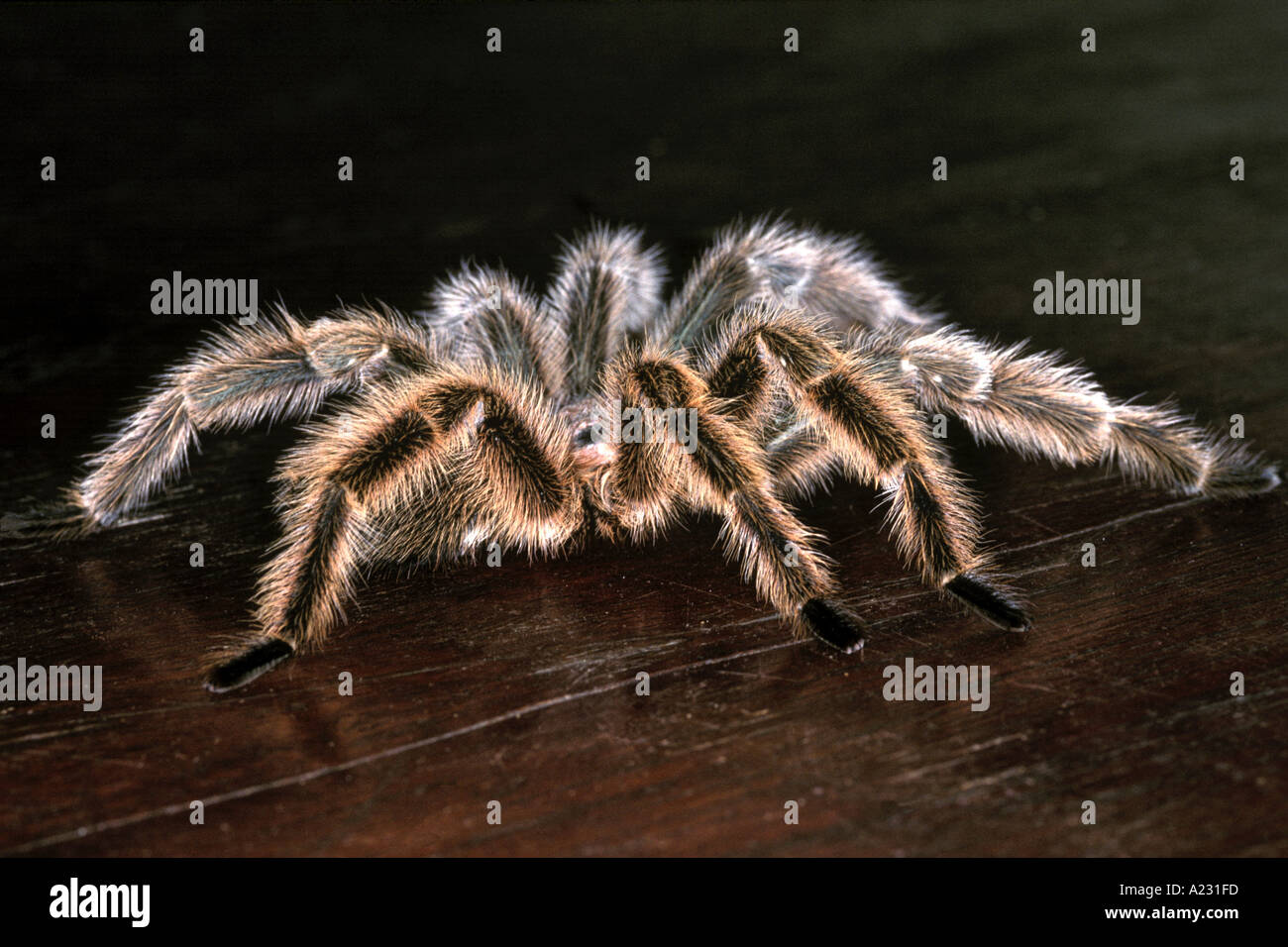 Mexican red kneed tarantula Brachypelma smithi Stock Photo - Alamy