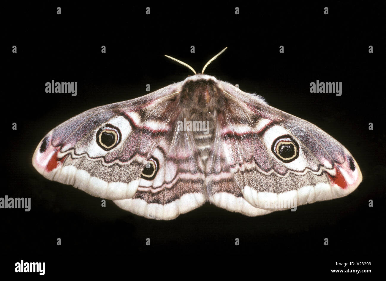 Female Emperor Moth saturnia pavonia with eye markings Stock Photo - Alamy