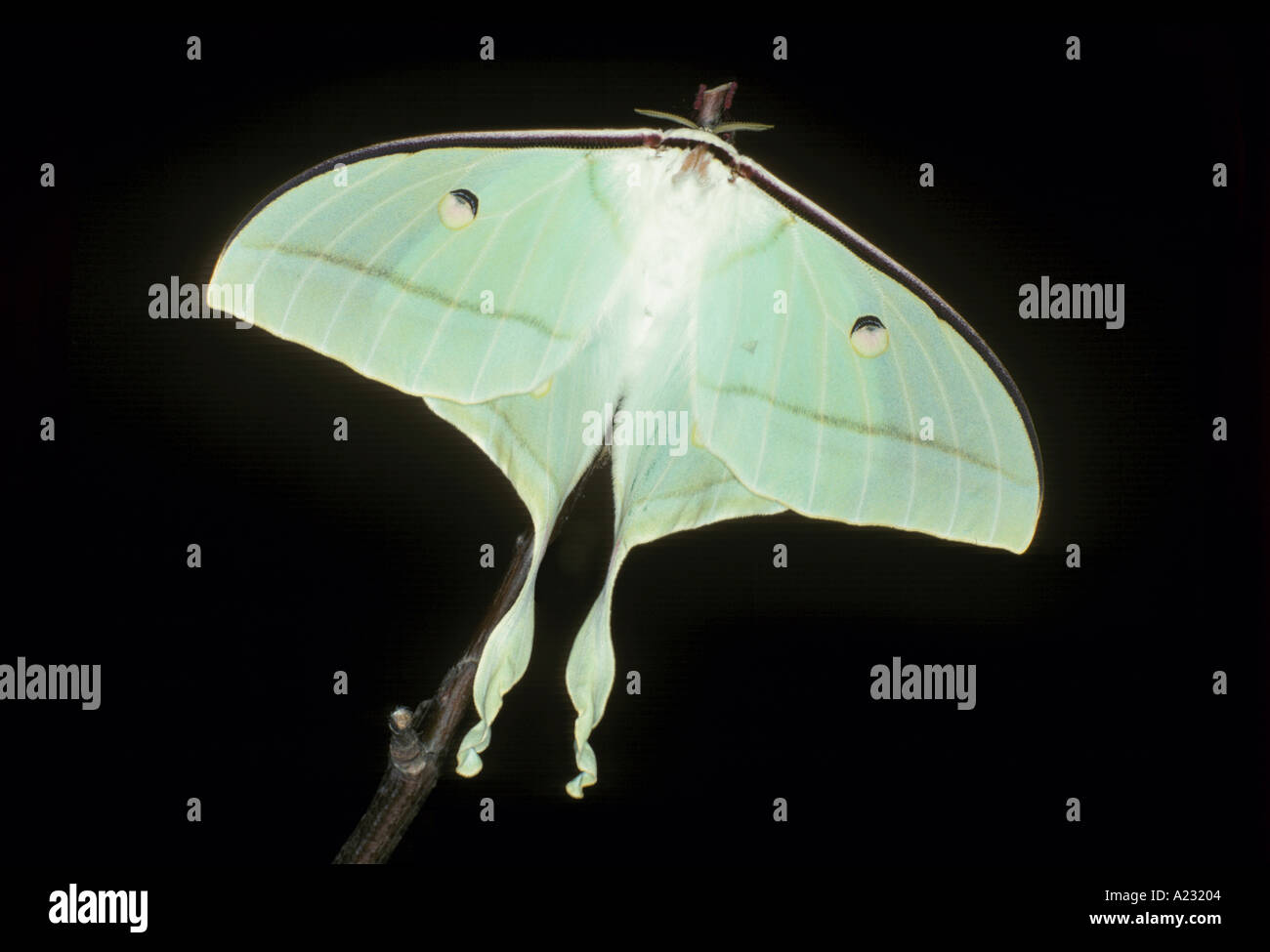 Indian moon moth hi-res stock photography and images - Alamy