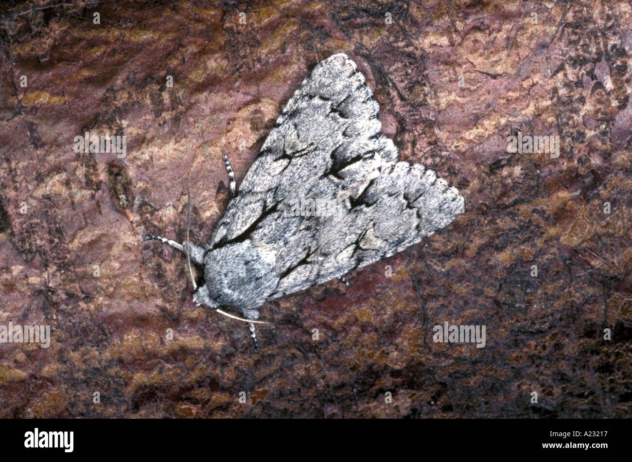 Caterpillar grey dagger moth hi-res stock photography and images - Alamy
