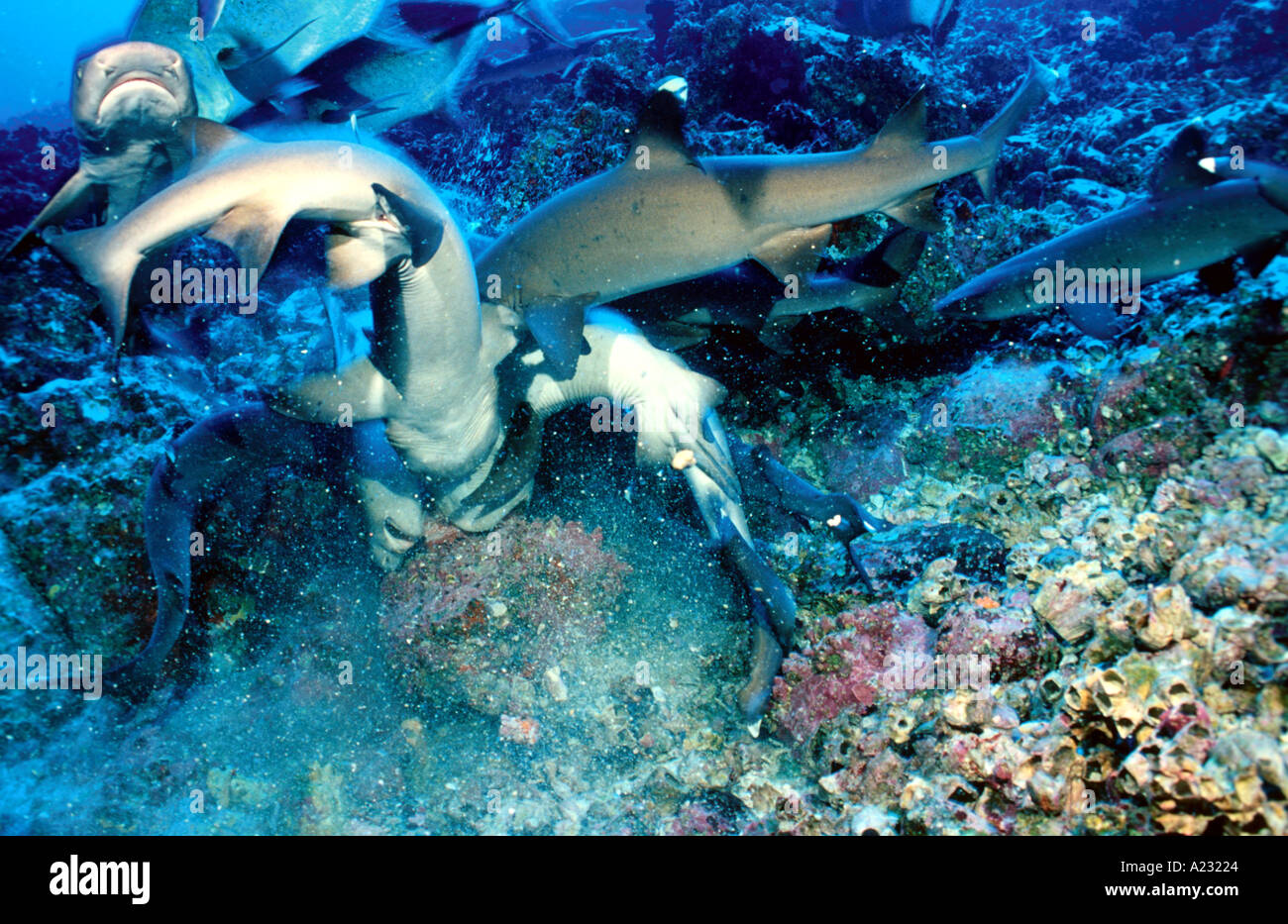 feeding Whitetip reef sharks Stock Photo - Alamy