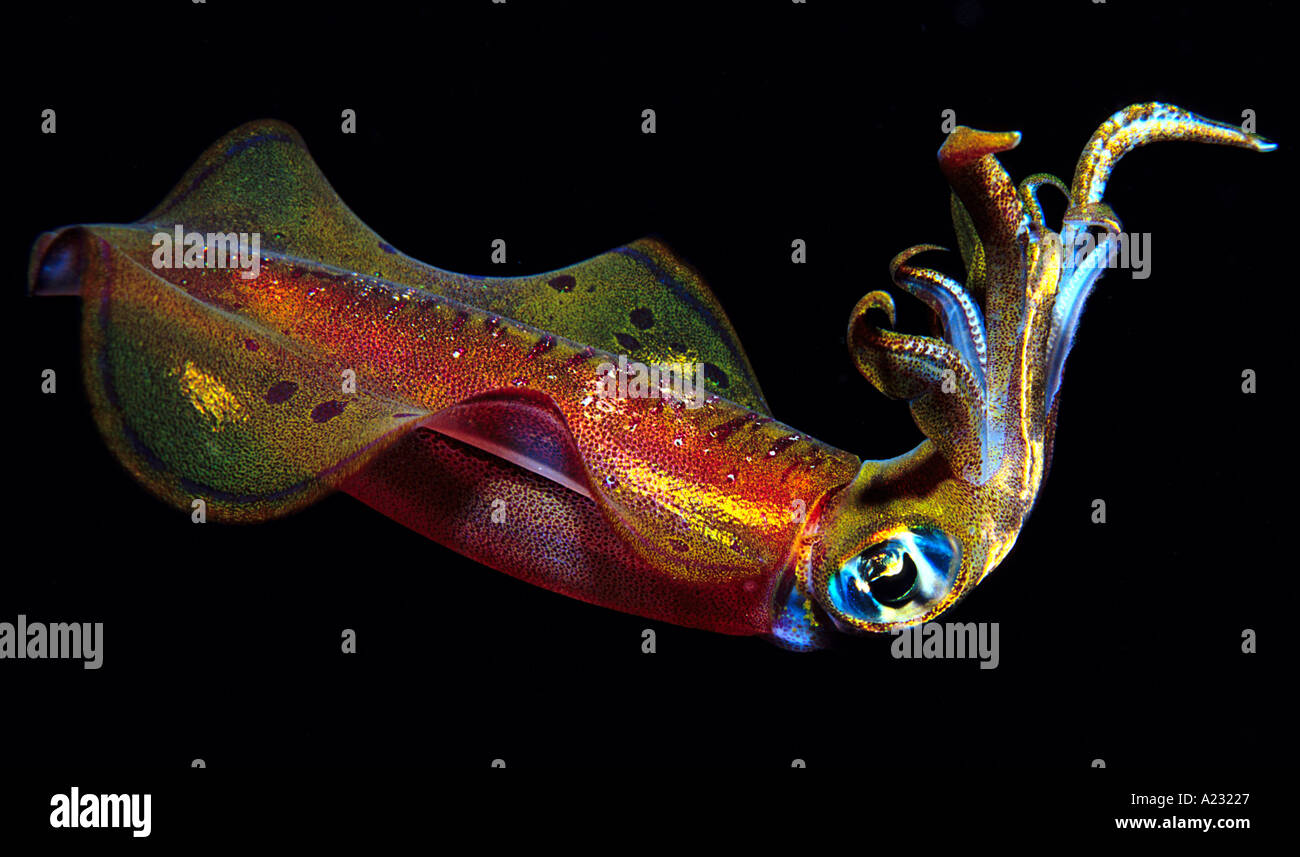 Pacific fish swarm bubbles hi-res stock photography and images - Alamy