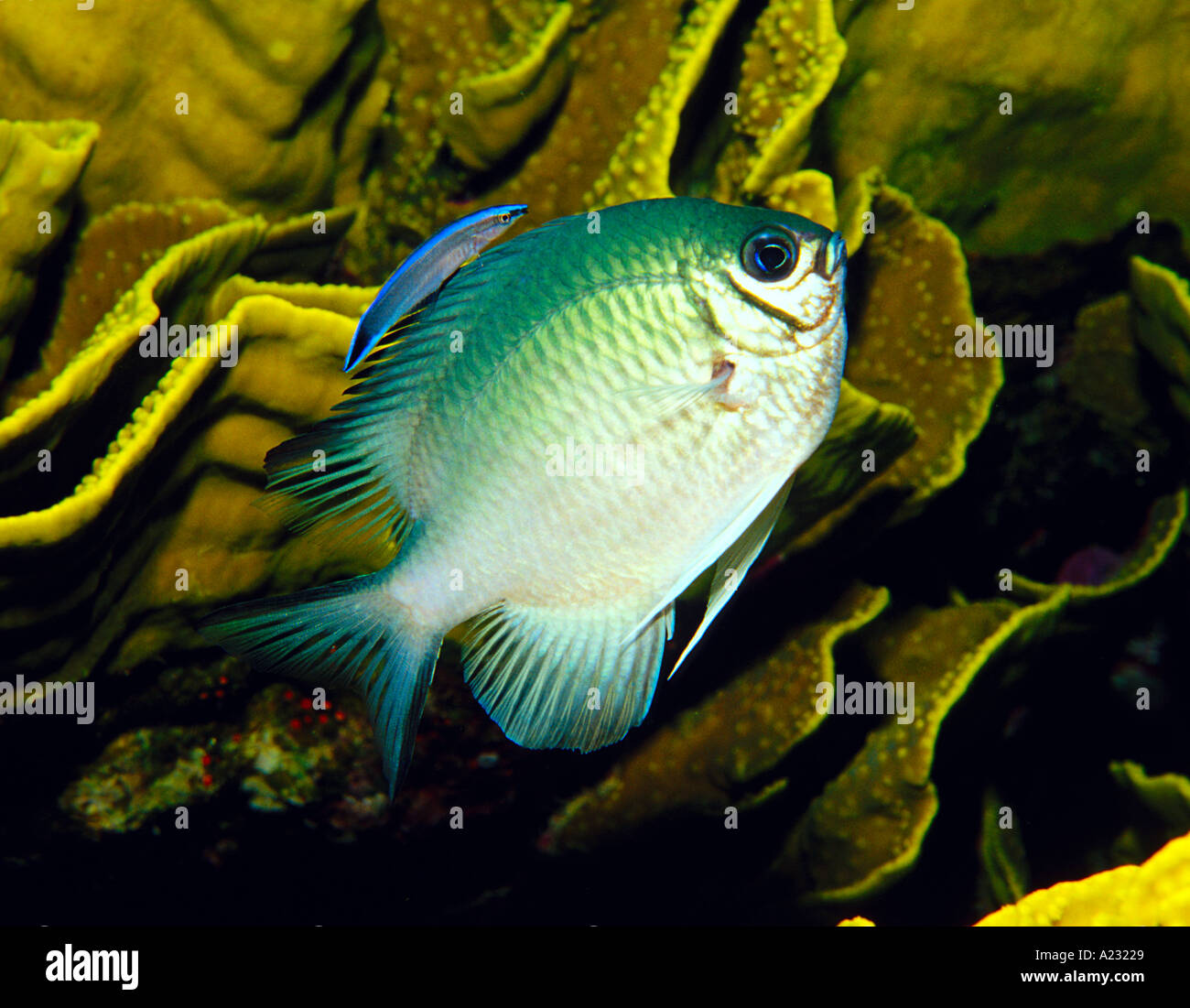 Reef fish with cleaner fish Stock Photo - Alamy