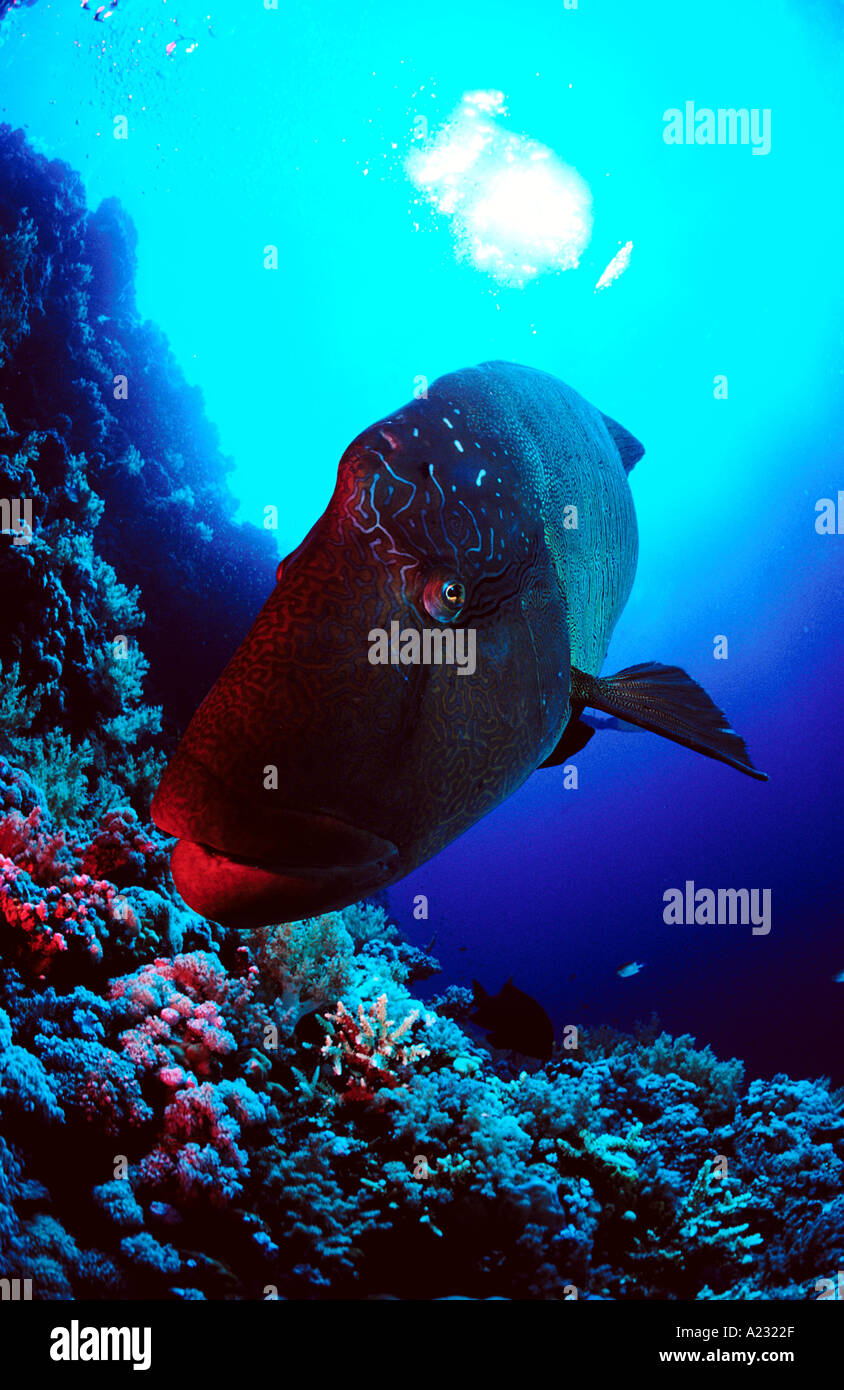 Humpback wrasse hi-res stock photography and images - Alamy