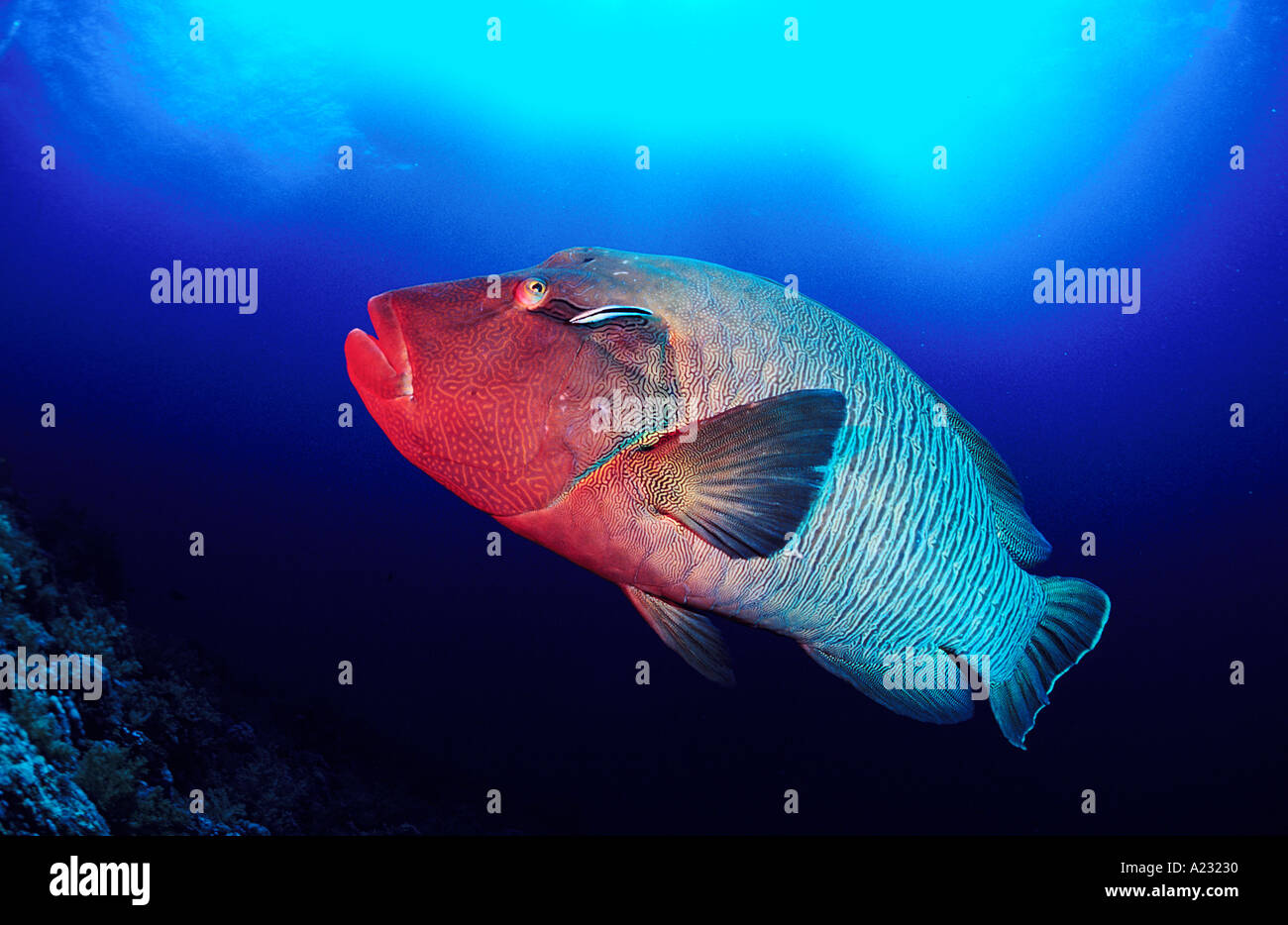 Humpback wrasse and scuba diver hi-res stock photography and images - Alamy