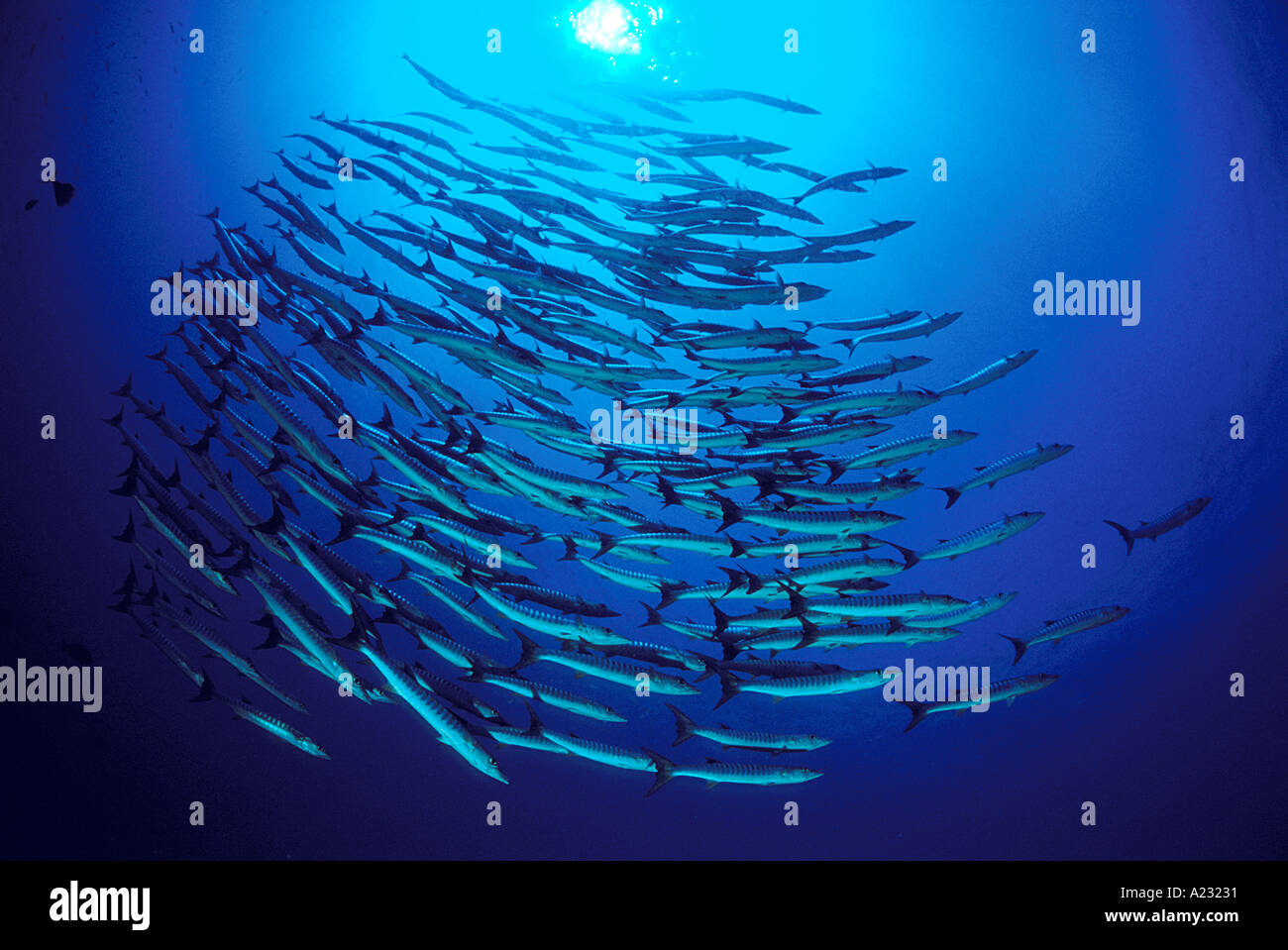 Diver with school of barracudas hi-res stock photography and images - Alamy