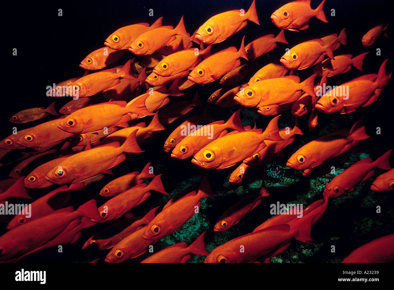 red Crescent tail bigeye fishes Stock Photo - Alamy