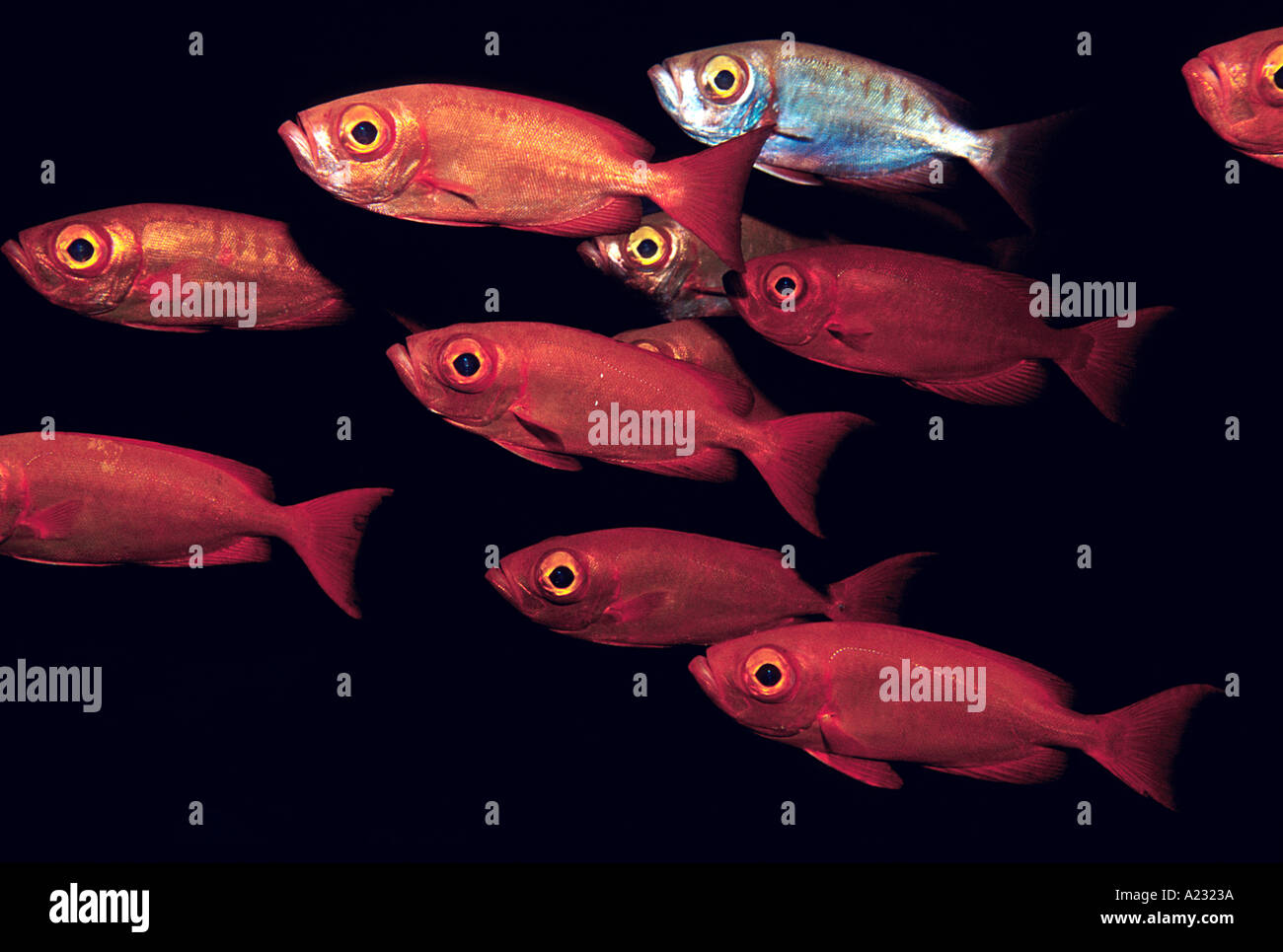 Pacific fish swarm bubbles hi-res stock photography and images - Alamy