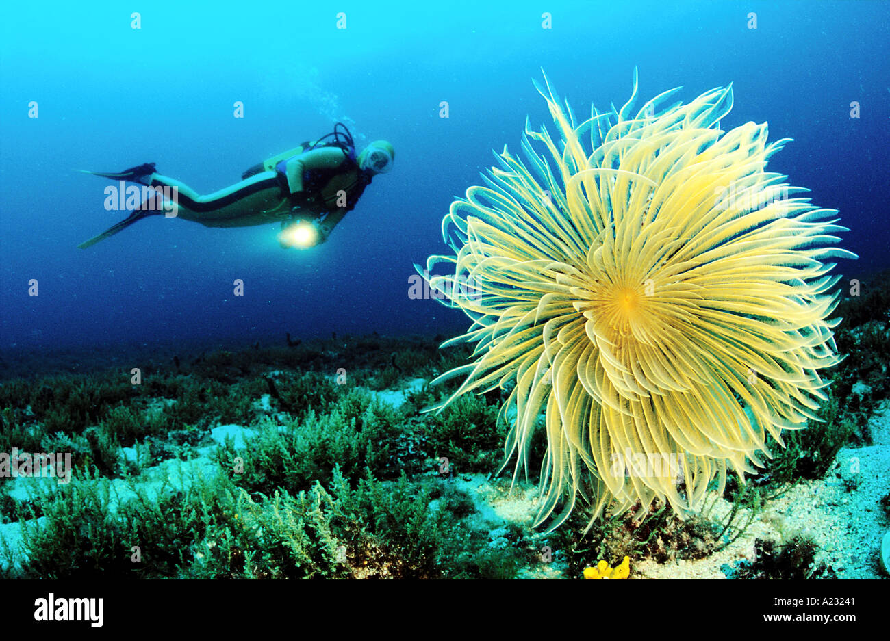 Scubadiving in the mediterranean sea hi-res stock photography and ...