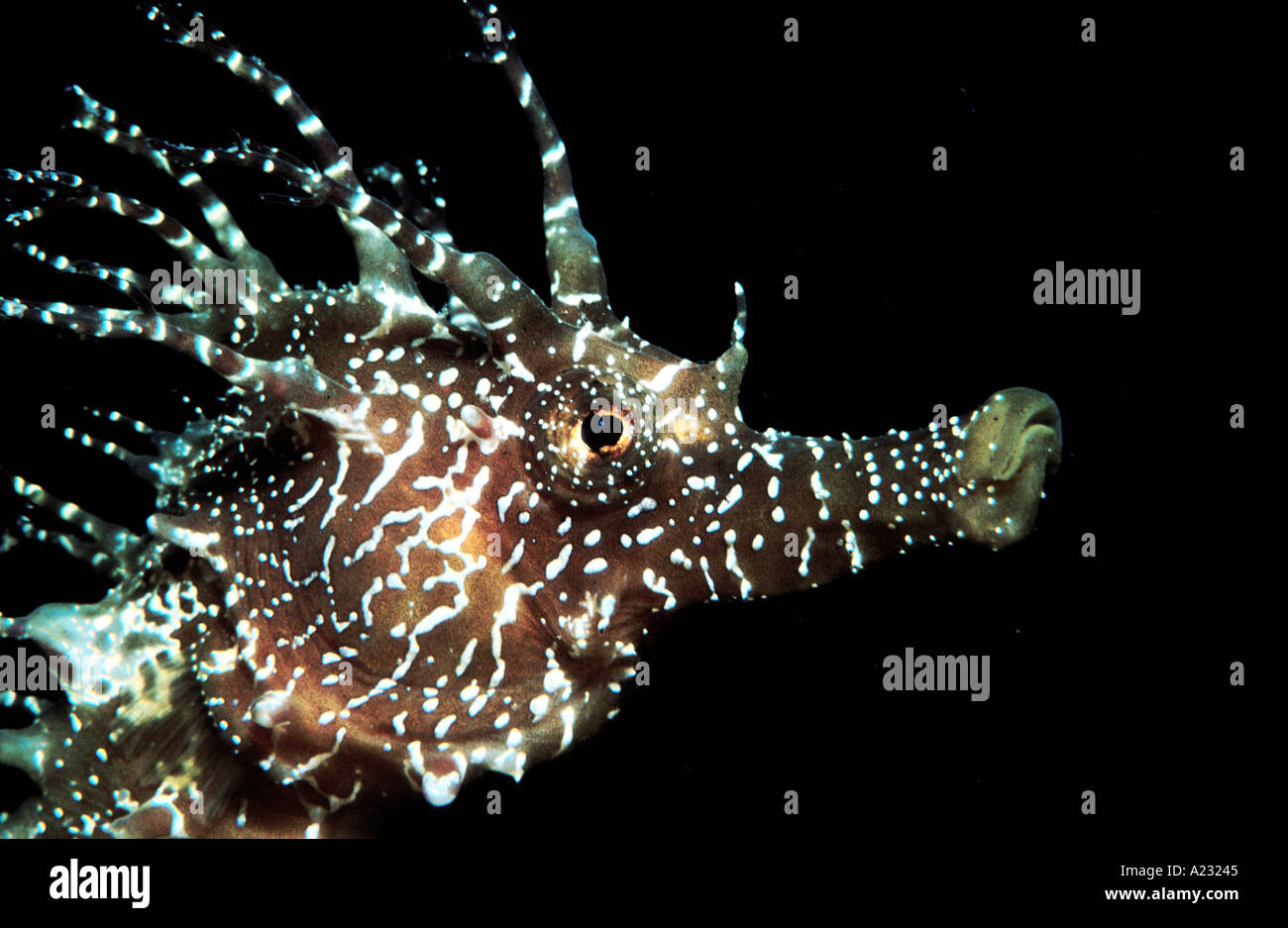 Seahorse head hi-res stock photography and images - Alamy