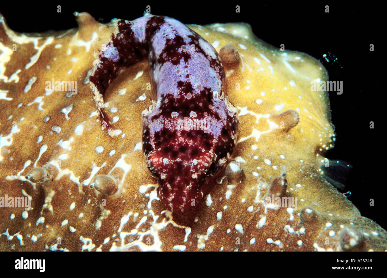 Pacific fish swarm bubbles hi-res stock photography and images - Alamy