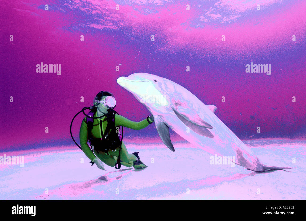 scuba diver and dolphin Stock Photo - Alamy
