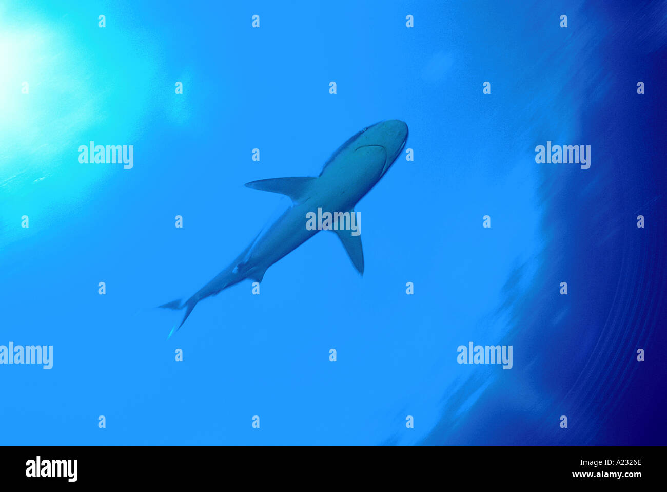 Shark skin color hi-res stock photography and images - Alamy