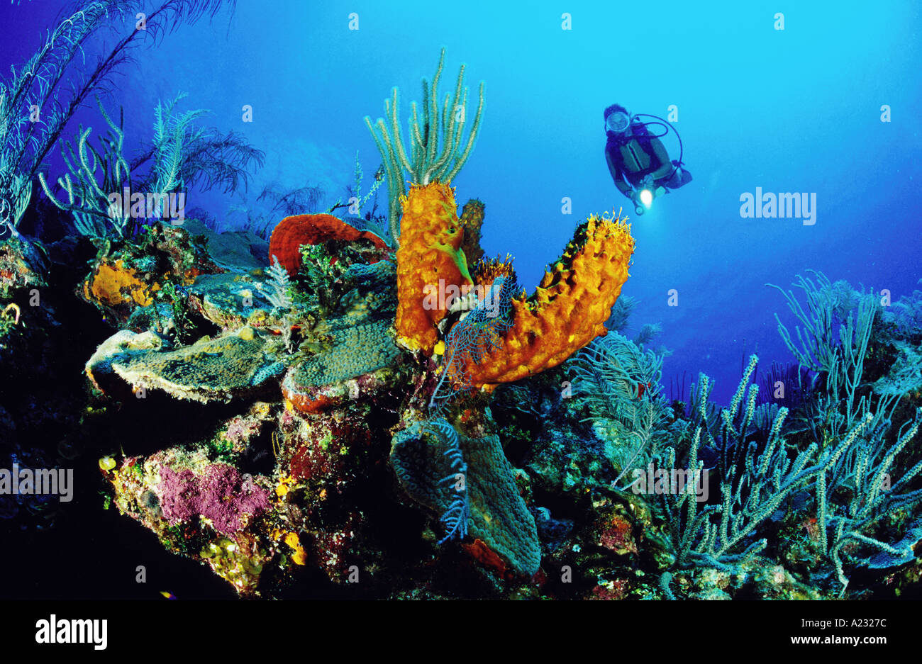 scuba diver and reef Stock Photo - Alamy
