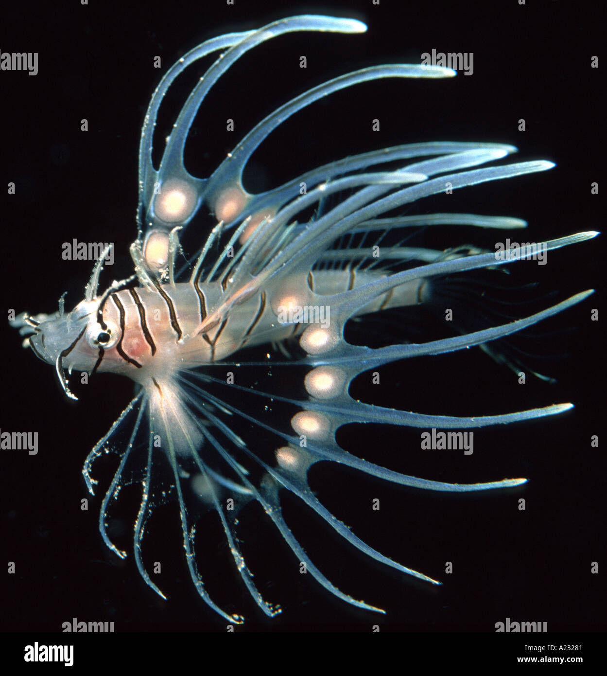 Pacific fish swarm bubbles hi-res stock photography and images - Alamy