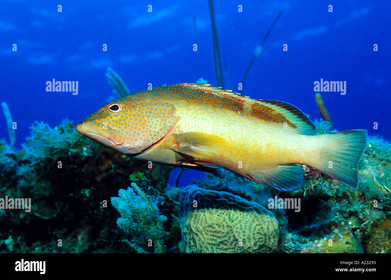 Pacific fish swarm bubbles hi-res stock photography and images - Alamy