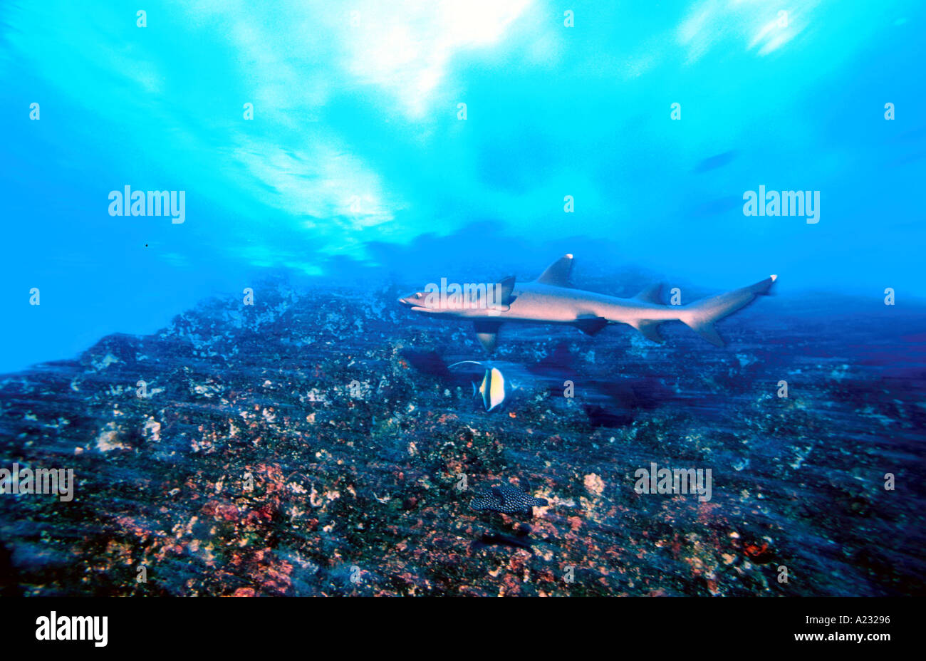 Shark skin color hi-res stock photography and images - Alamy