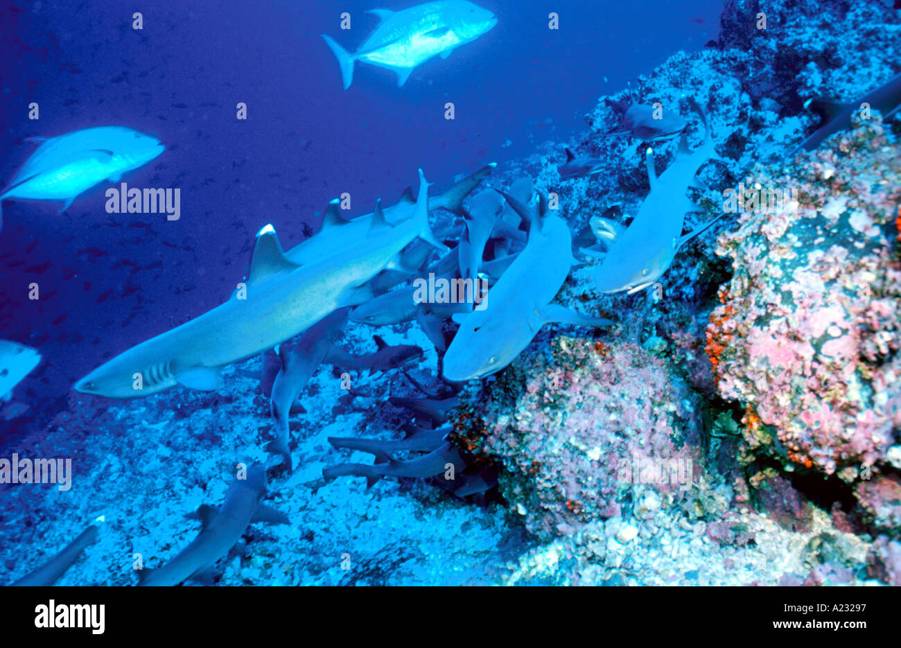 hunting Whitetip reef sharks Stock Photo - Alamy