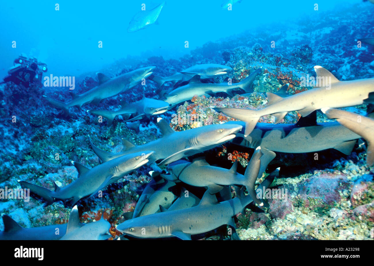 hunting Whitetip reef sharks Stock Photo - Alamy