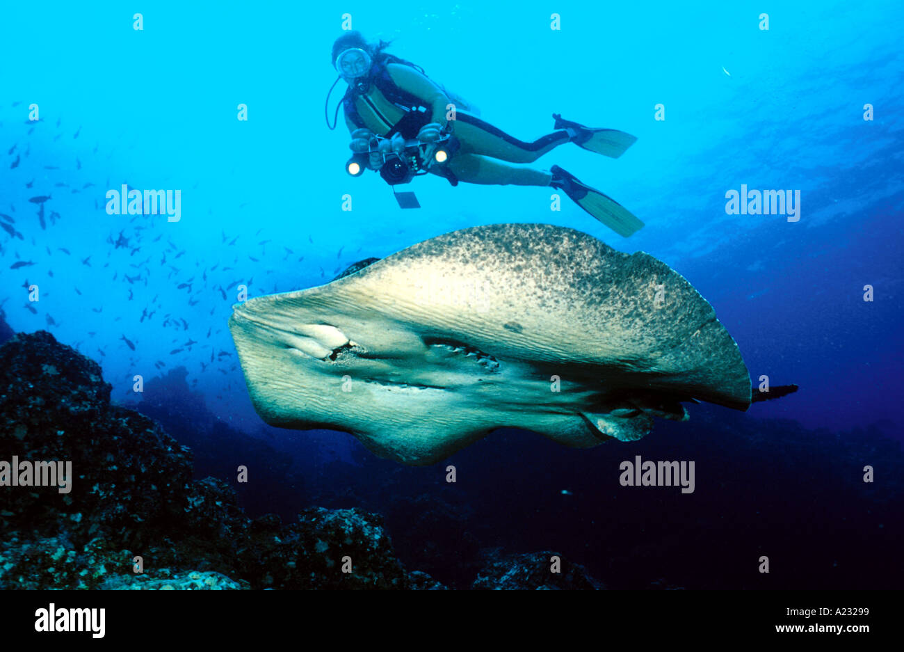 Stingray and scuba diver Stock Photo - Alamy