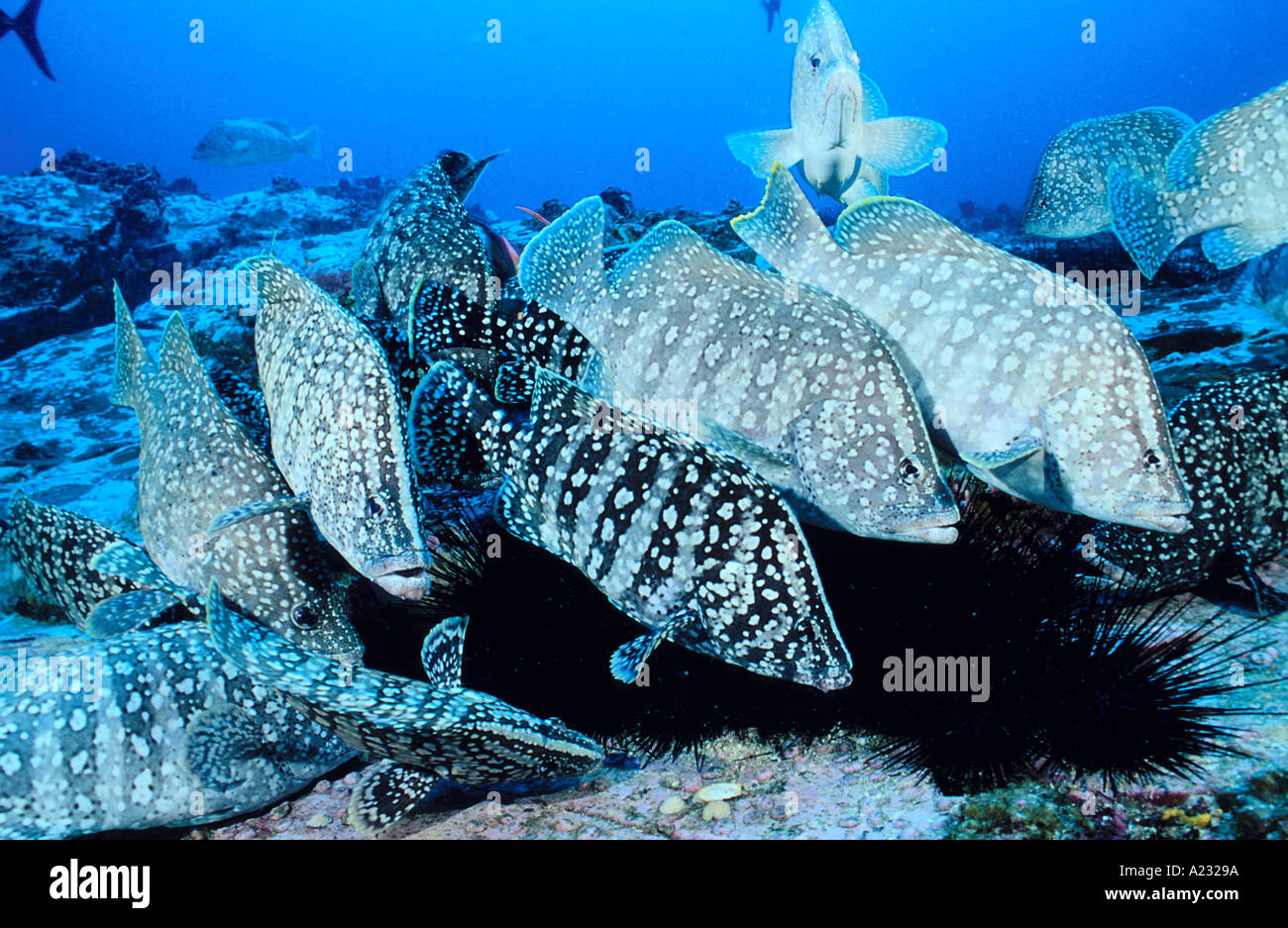 Pacific fish swarm bubbles hi-res stock photography and images - Alamy