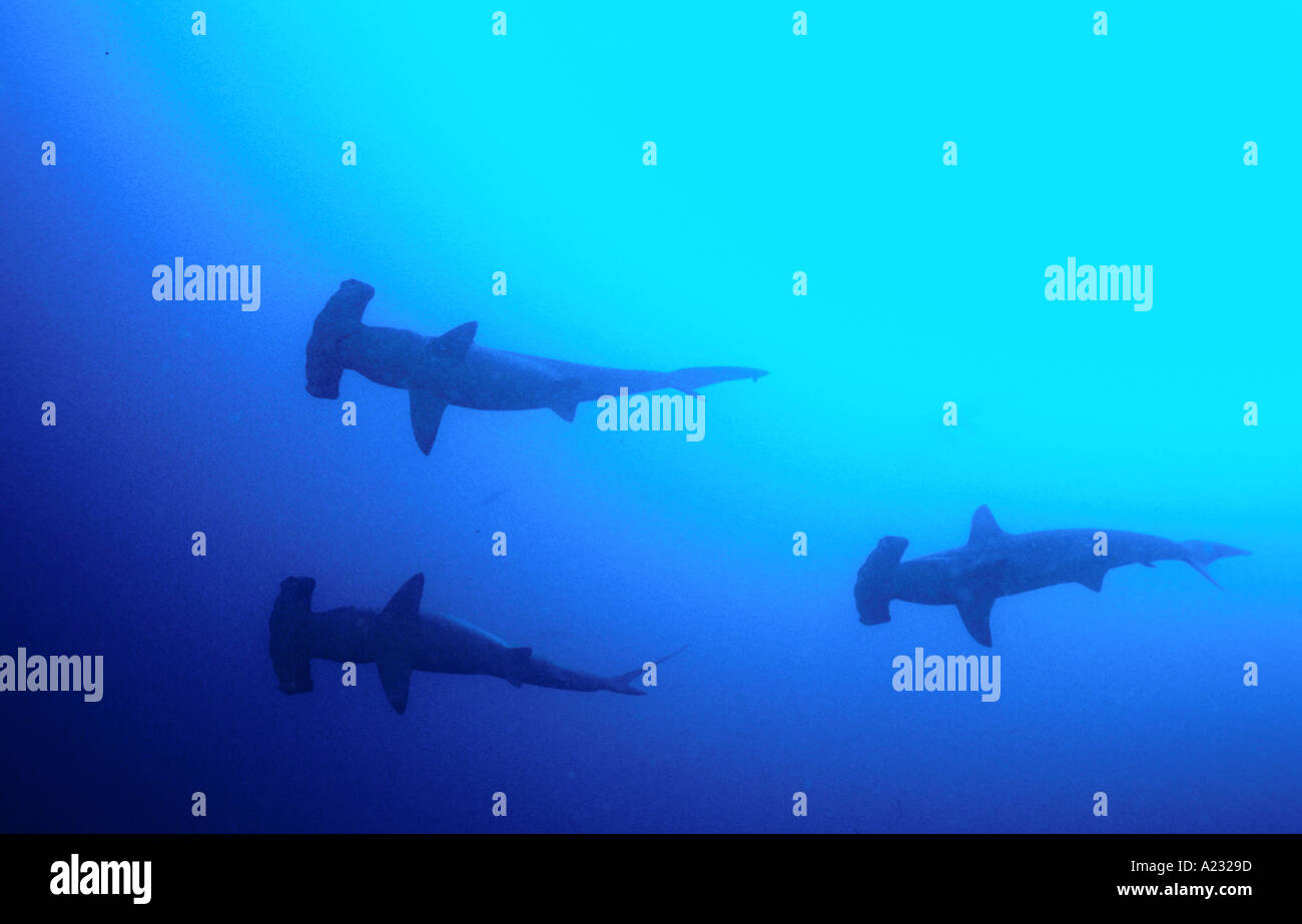 Swarm of hammerhead hi-res stock photography and images - Alamy