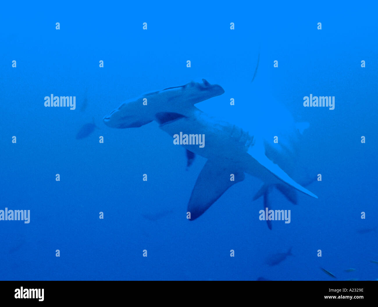 Shark skin color hi-res stock photography and images - Alamy