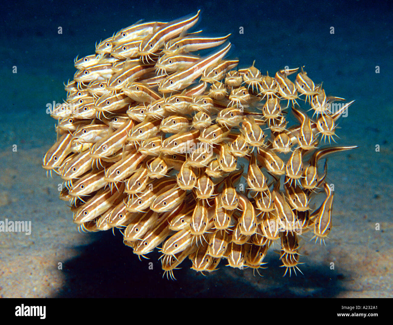 Pacific fish swarm bubbles hi-res stock photography and images - Alamy