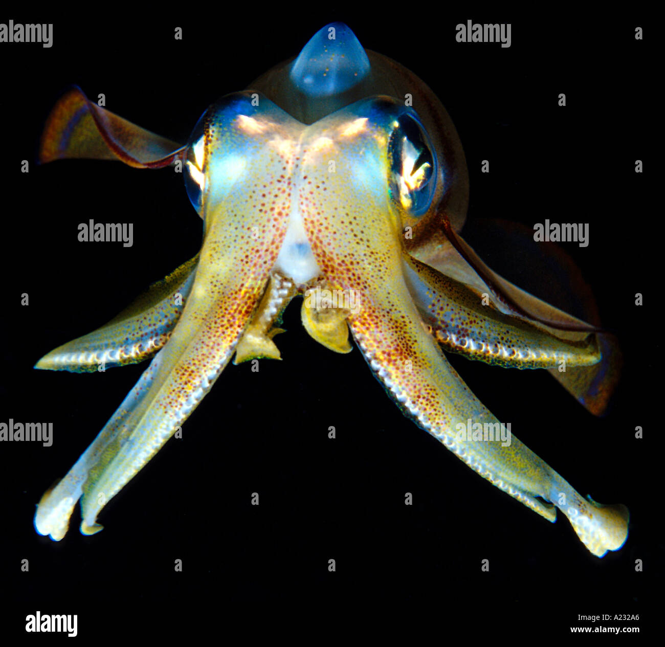 Pacific fish swarm bubbles hi-res stock photography and images - Alamy