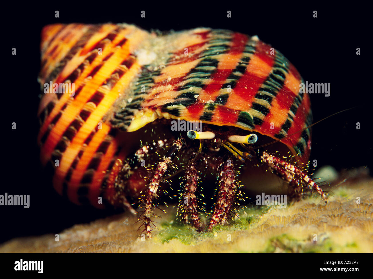 Turban shell hi-res stock photography and images - Alamy