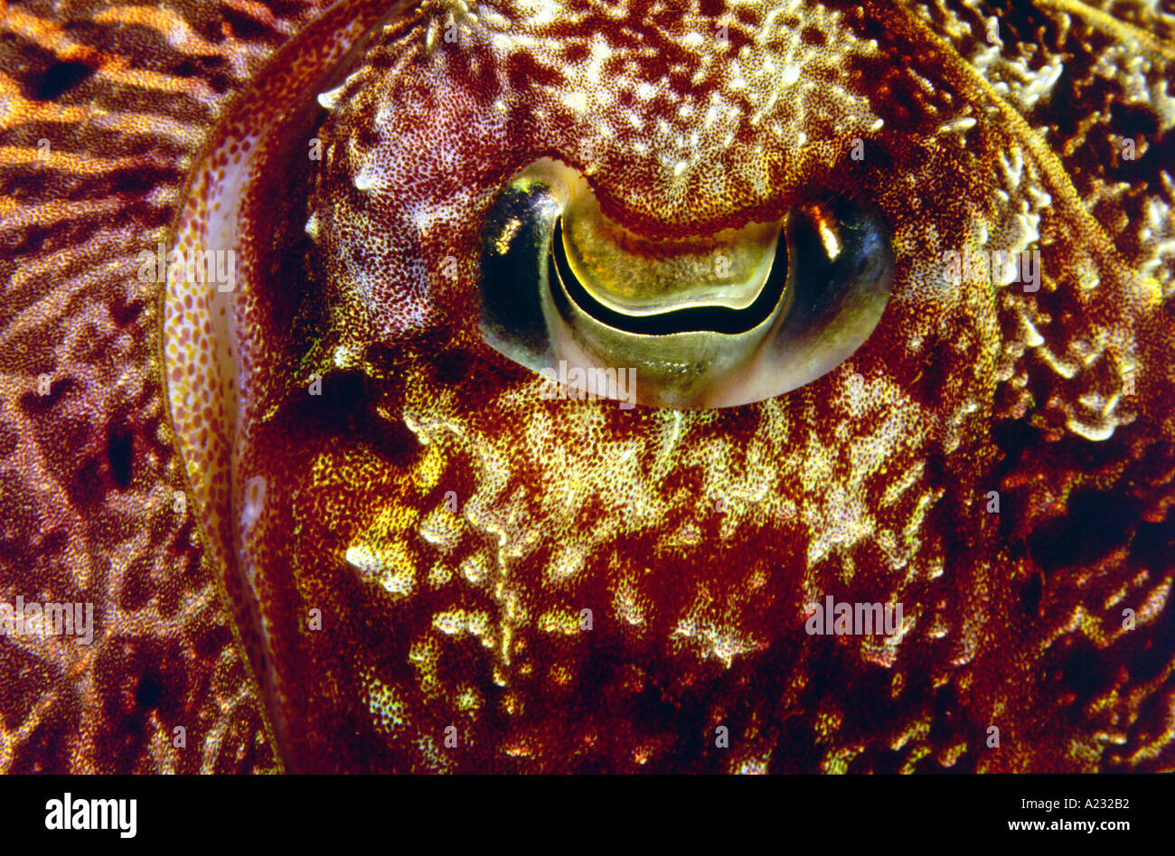 Cuttlefish skin hi-res stock photography and images - Alamy