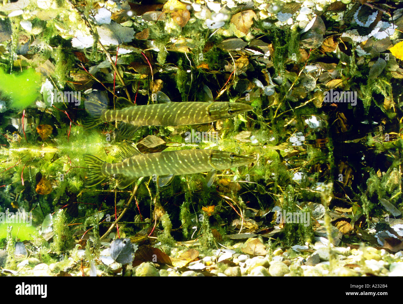 Pike images hi-res stock photography and images - Alamy
