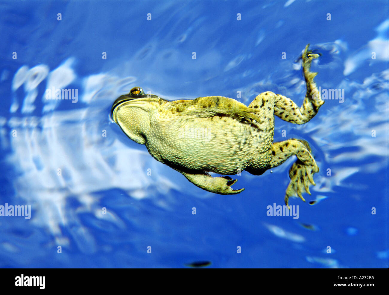 Pictures toad hi-res stock photography and images - Alamy