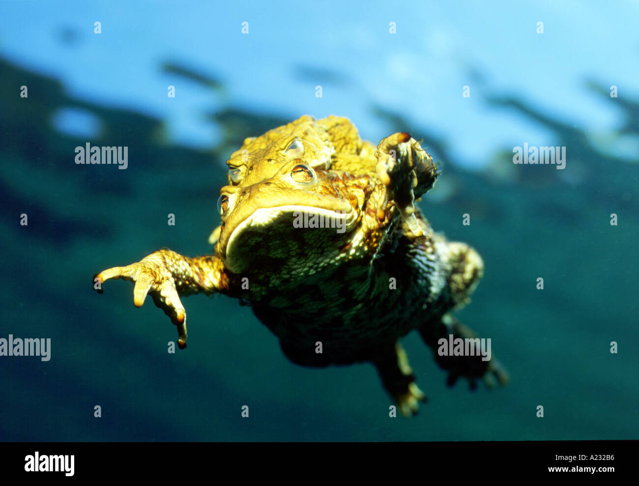 Sea toads hi-res stock photography and images - Alamy